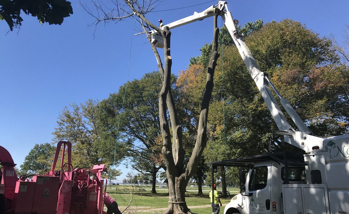 Tree Care Services | Weston, CT | Northeast Horticultural Services