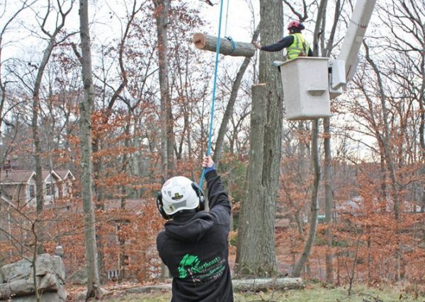 Tree Care Services | Weston, CT | Northeast Horticultural Services