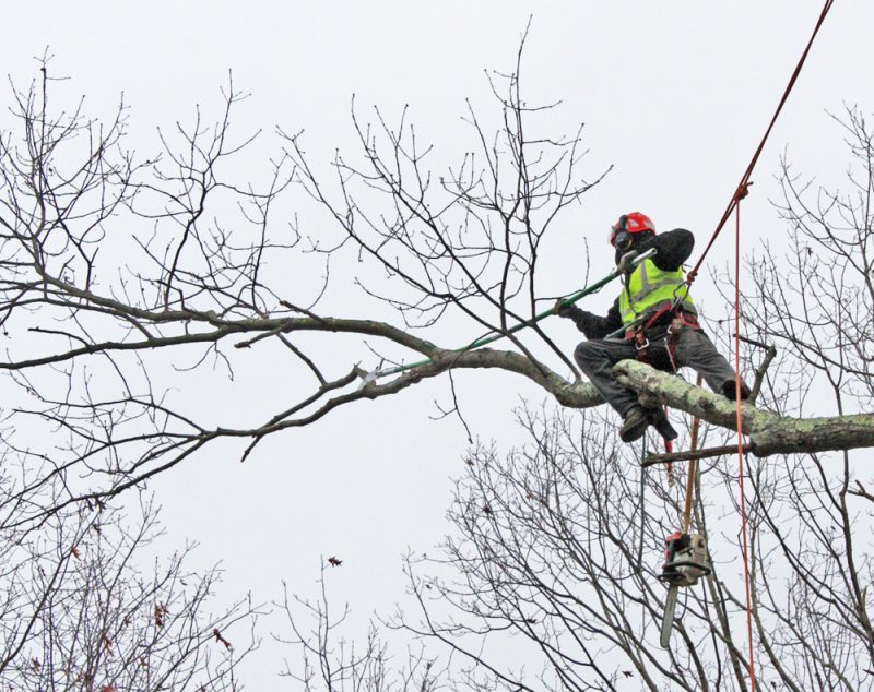 Tree Care Services | Weston, CT | Northeast Horticultural Services