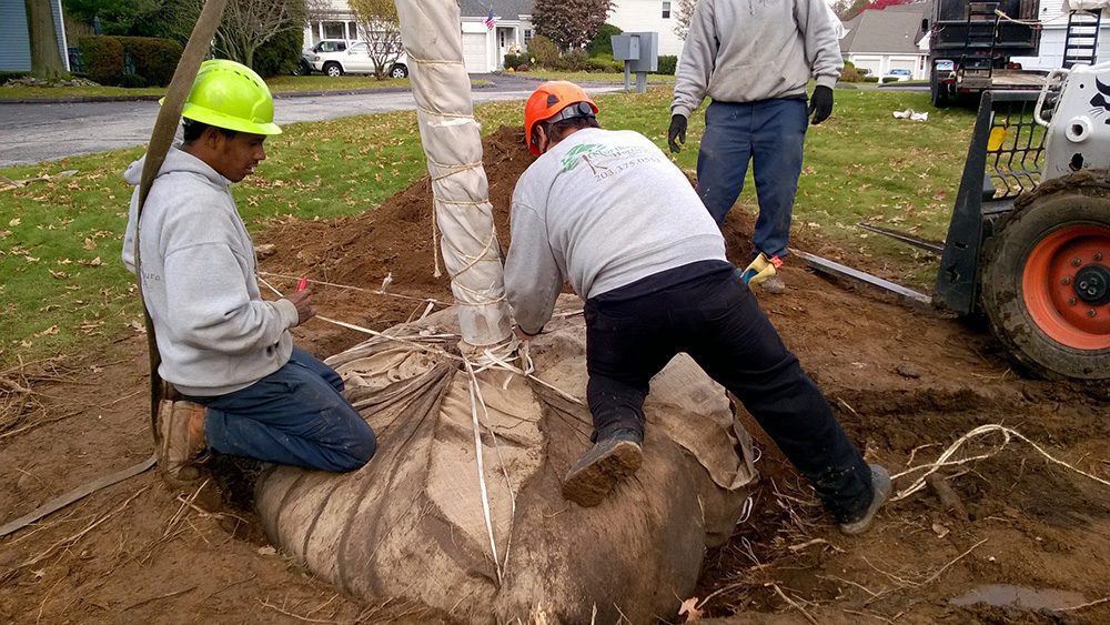 Tree Planting Services - Northeast Horticultural Services